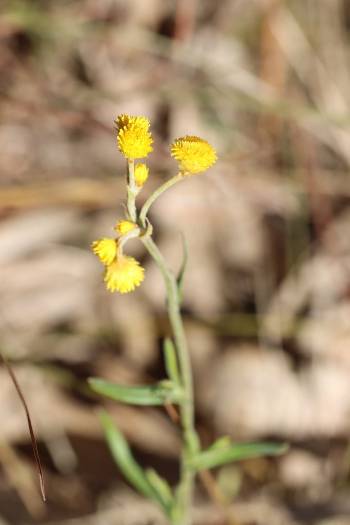 Common Everlasting from Metz NSW 2350, Australia on June 18, 2022 at 11 ...