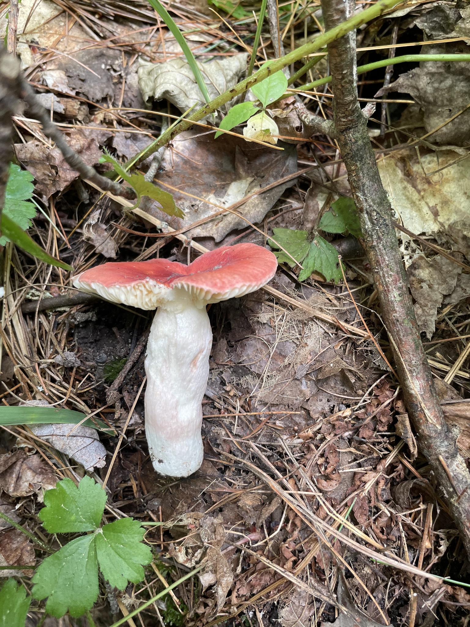 Russula rosea Pers.