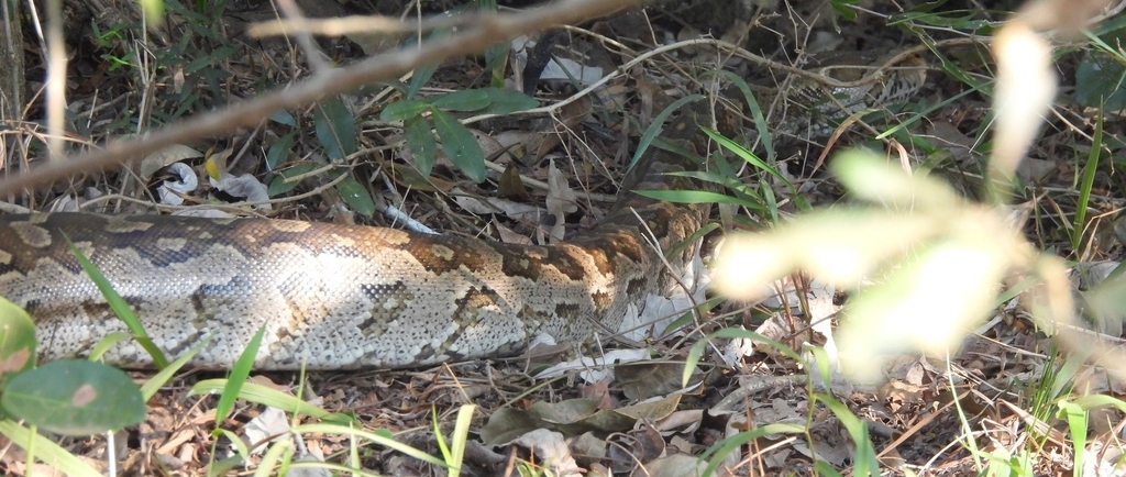 Southern African Python from St Lucia Park, South Africa on July 29 ...