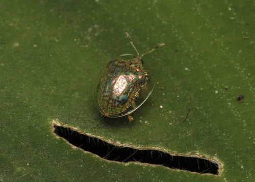 (Microctenochira aspersa)