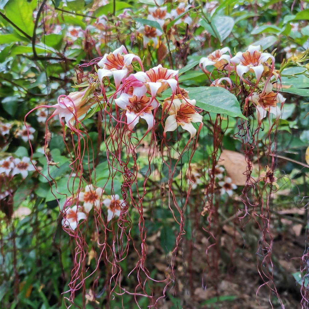 Strophanthus preussii from Xishuangbanna Dai, CN-YN, CN on July 30 ...
