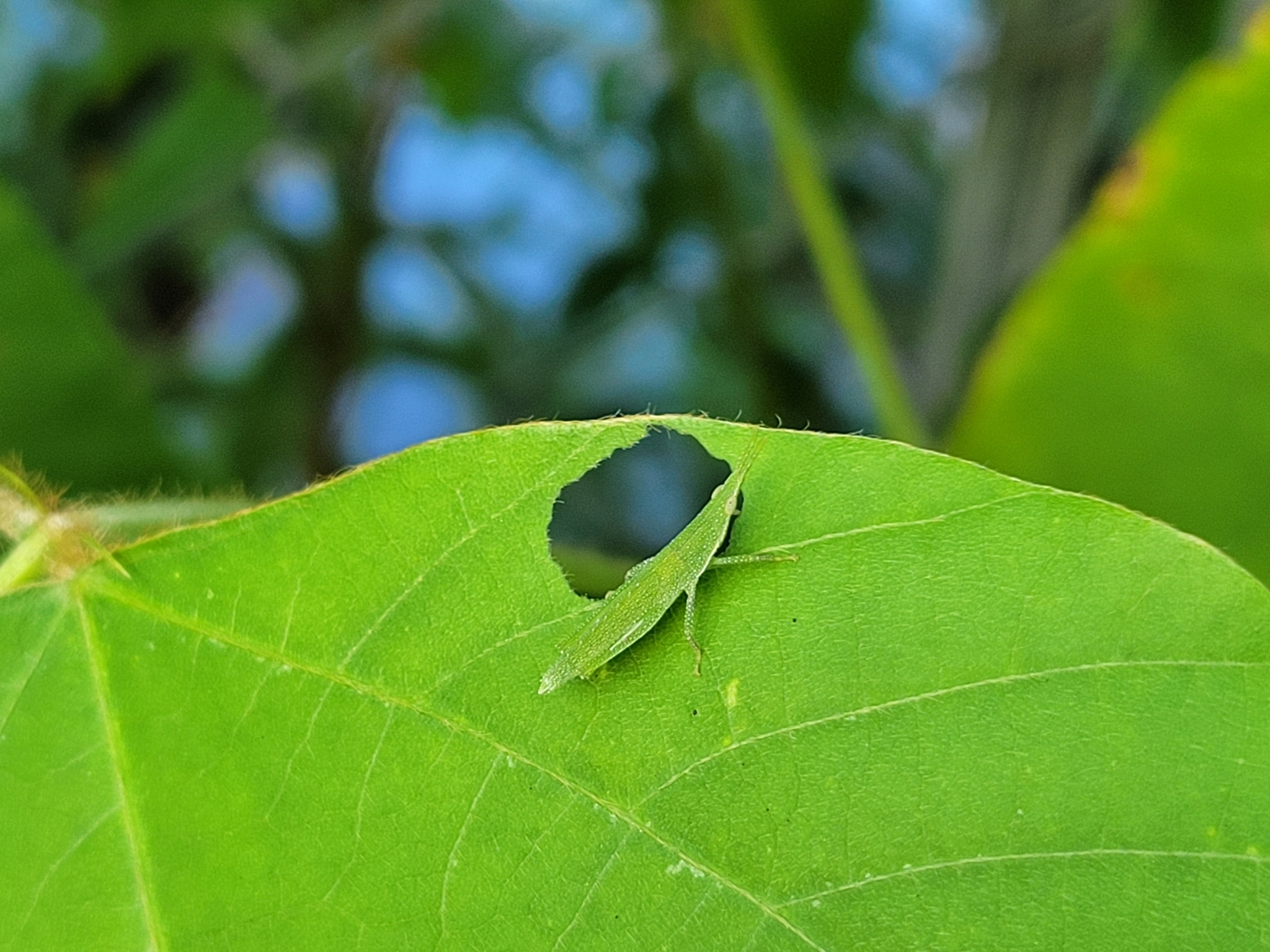 Atractomorpha lata (Mochulsky, 1866)