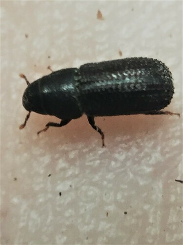 Stenoscelis hylastoides · iNaturalist United Kingdom