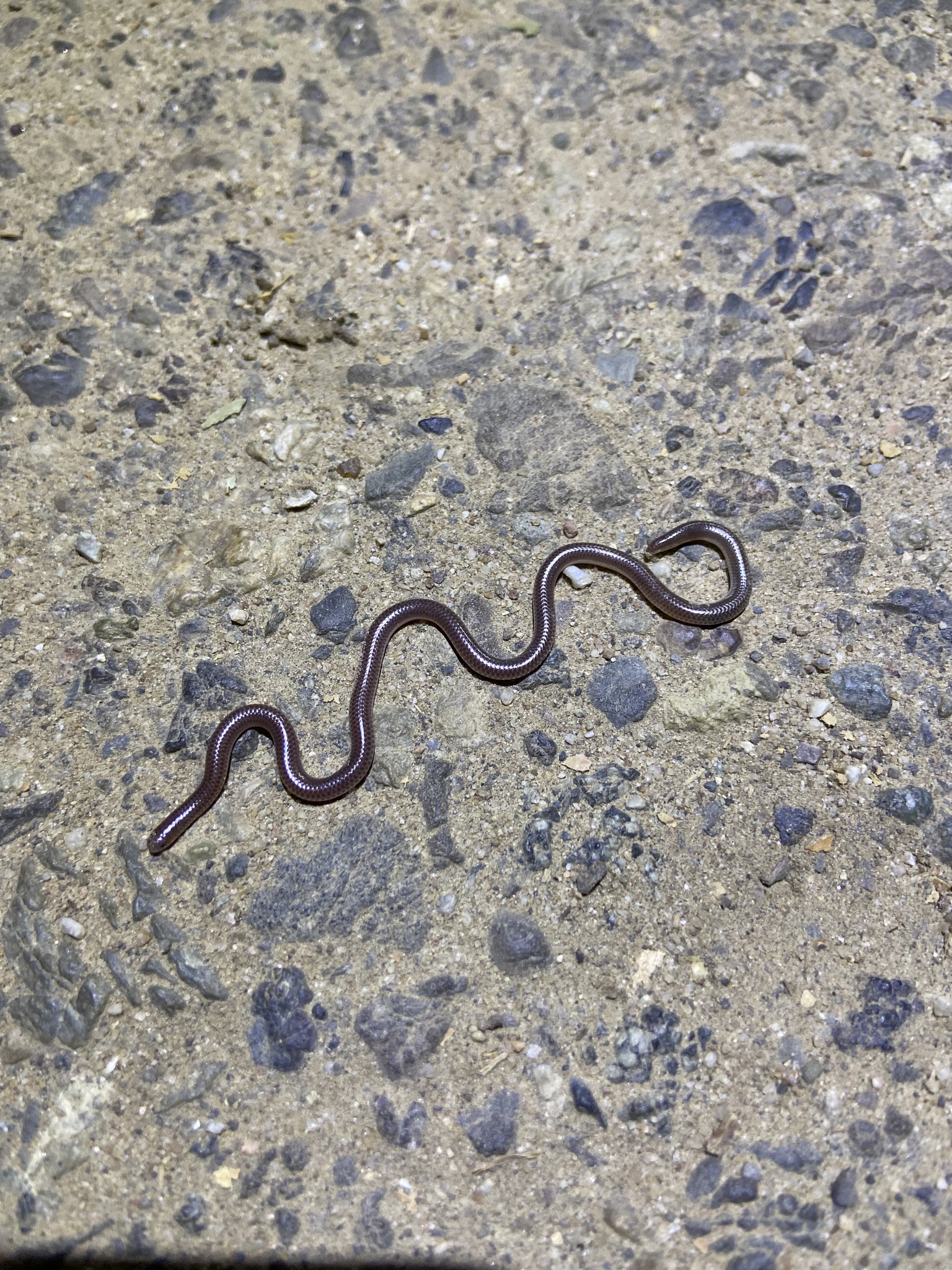 Rena humilis humilis