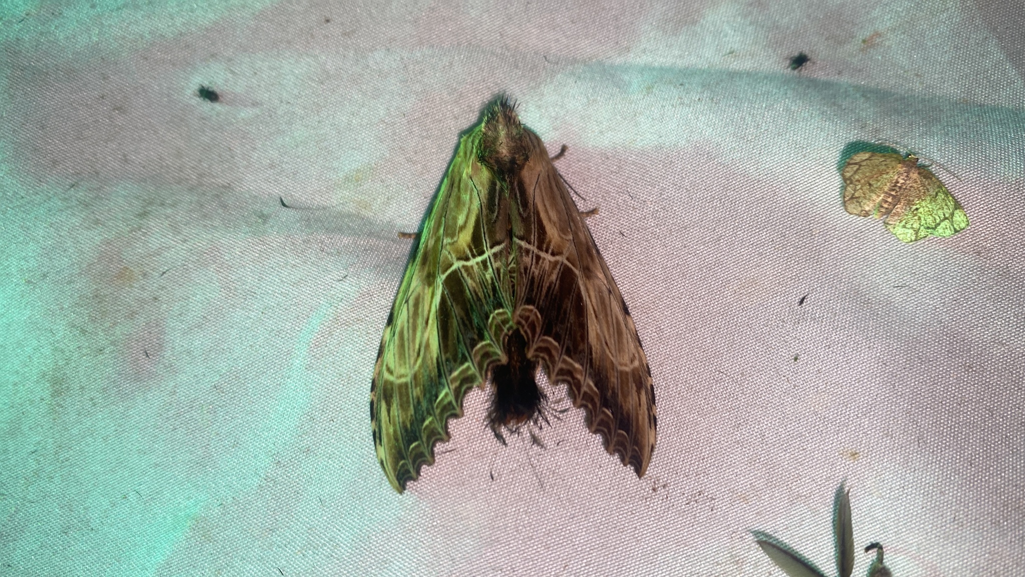 Dudusa sphingiformis Moore, 1872