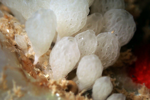 Clathrina stipitata · iNaturalist