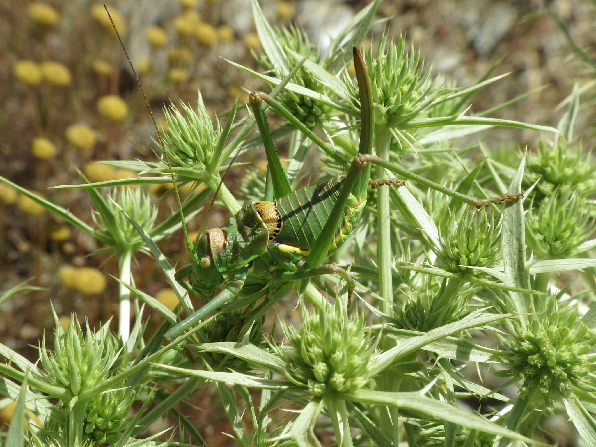 Steropleurus andalusius (Rambur, 1838)