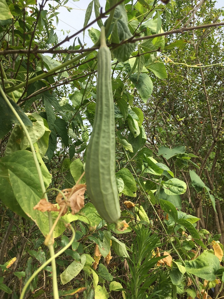 angled luffa (Luffa acutangula) - Botanical Realm