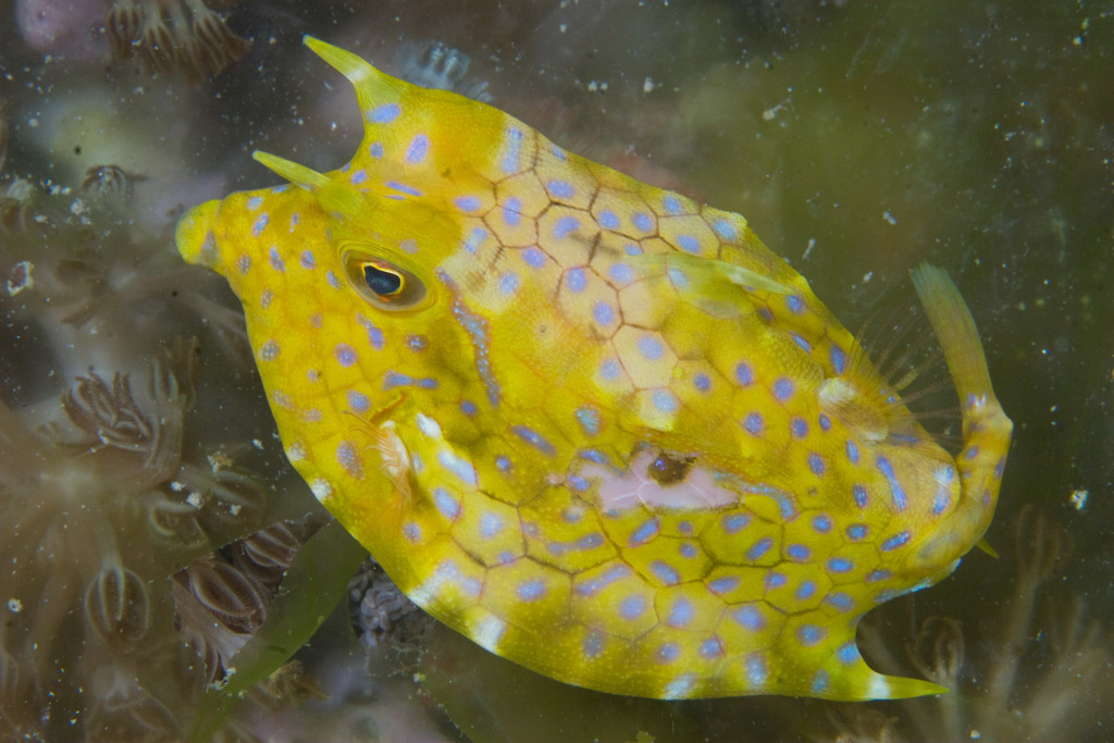 Longhorn Cowfish (Lactoria cornuta) - Marine Life Identification