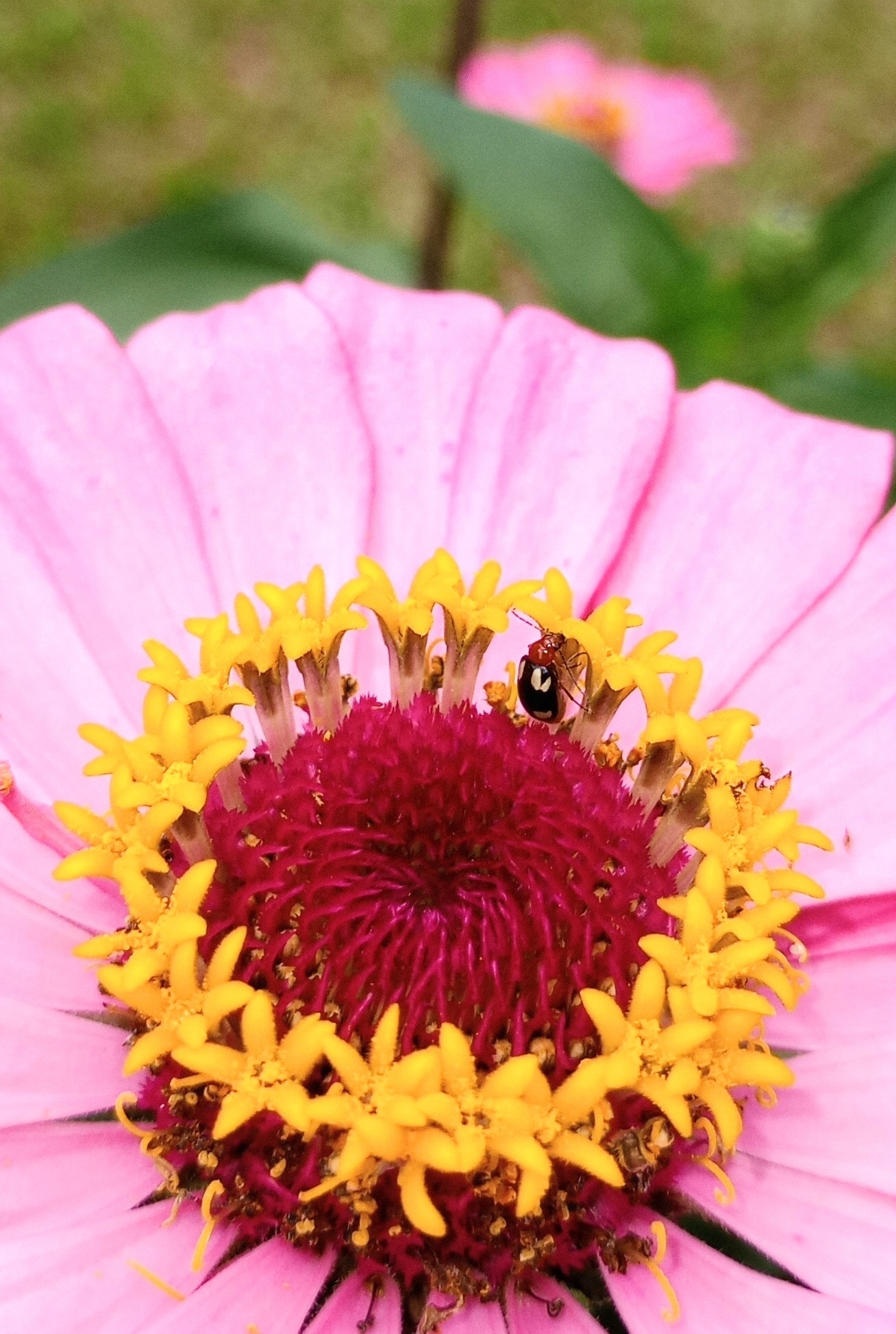 Monolepta signata (Olivier, 1808)