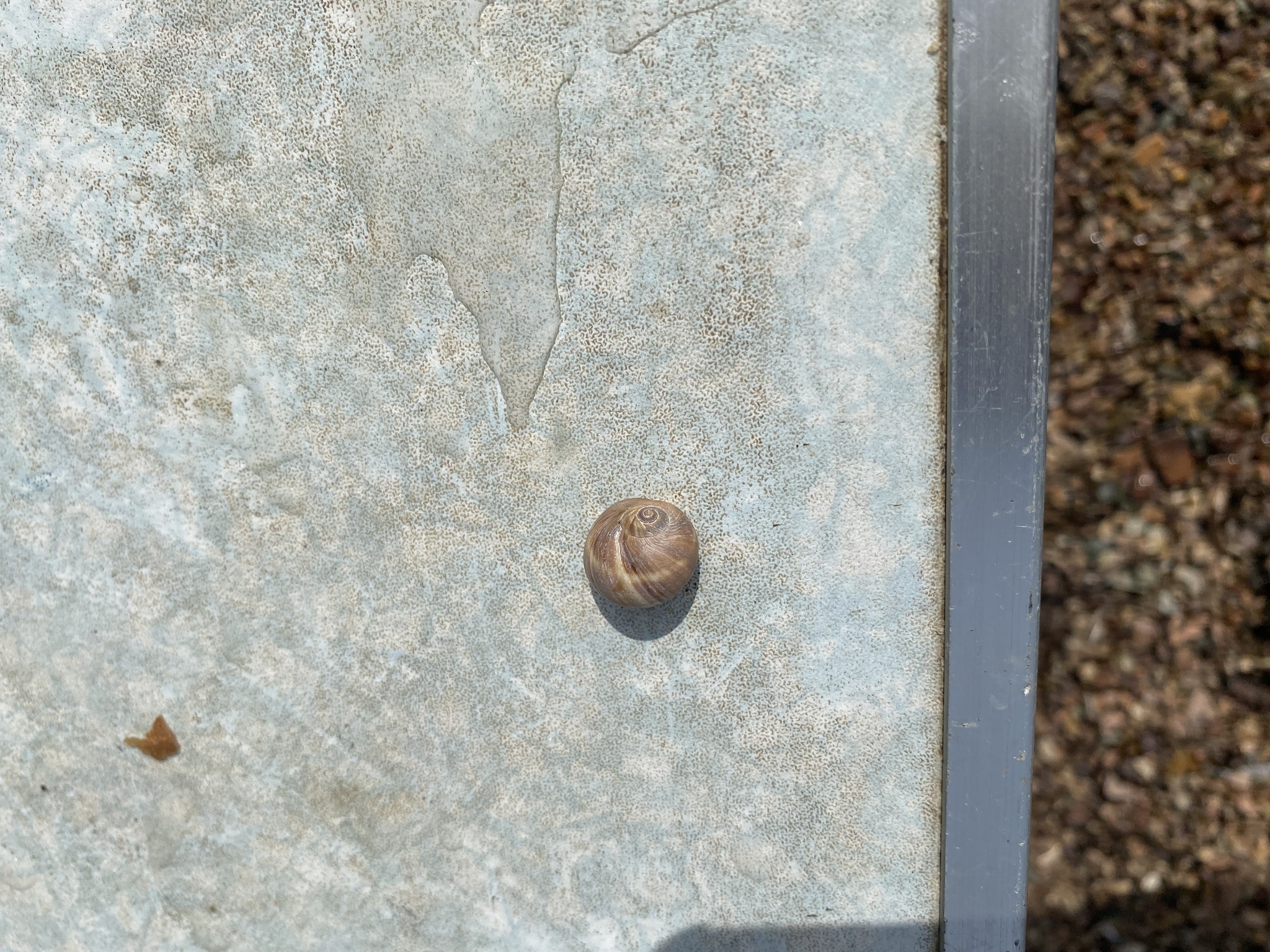 Cryptonatica janthostoma (Deshayes, 1839)