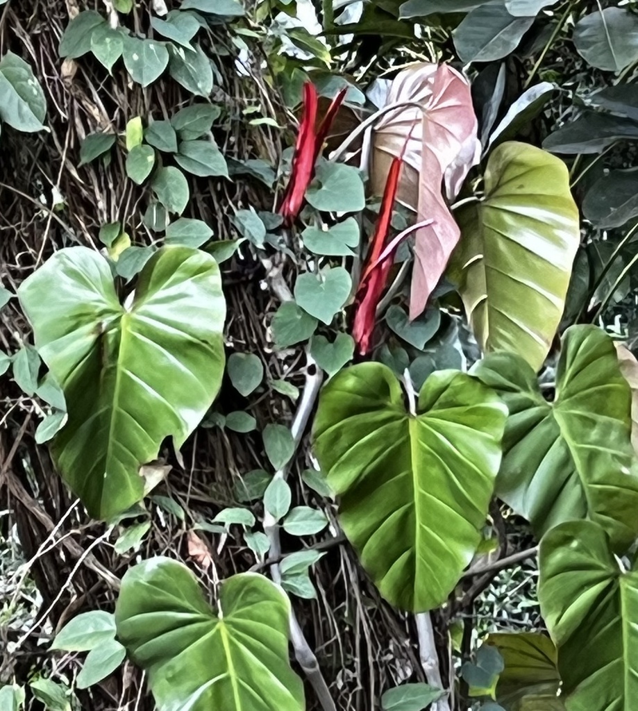 Blushing Philodendron (Philodendron erubescens) - Botanical Realm