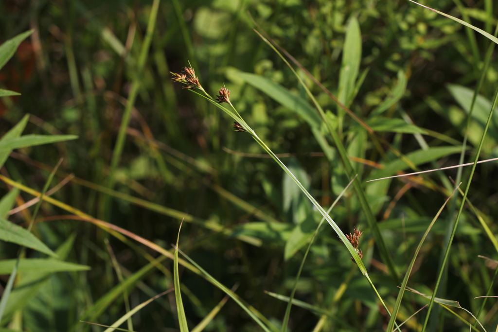 brownish beaked-rush in July 2018 by cassi saari · iNaturalist