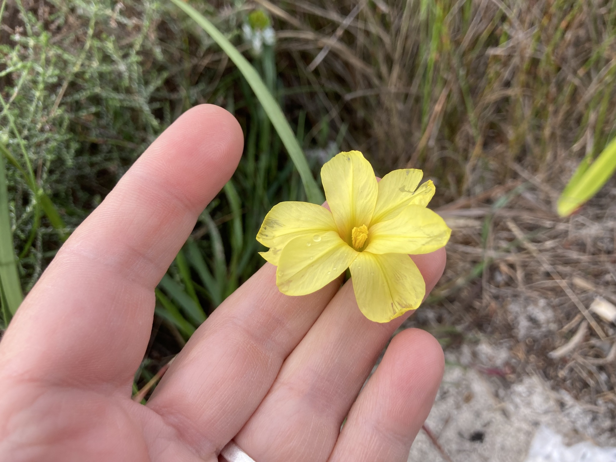 Moraea collina Thunb.
