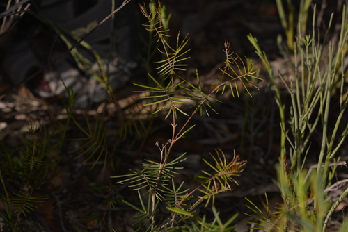 Gompholobium pungens · iNaturalist United Kingdom