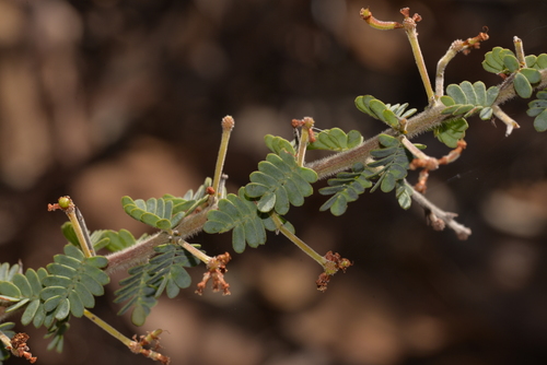 Variedad Acacia pulchella reflexa · iNaturalist Mexico