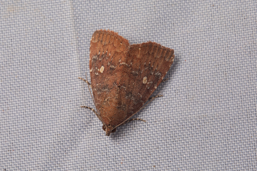 Amyna octo · NaturaLista Colombia