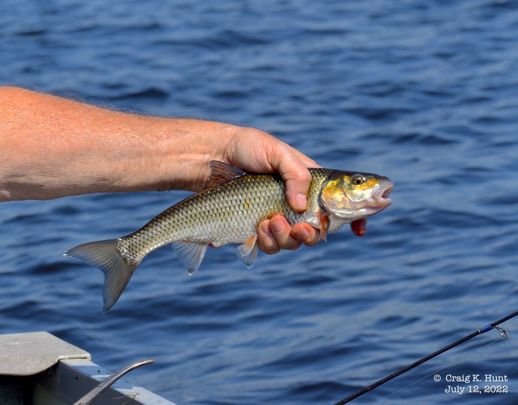 Fallfish from Somerset County, ME, USA on July 23, 2022 at 09:51 AM by ...