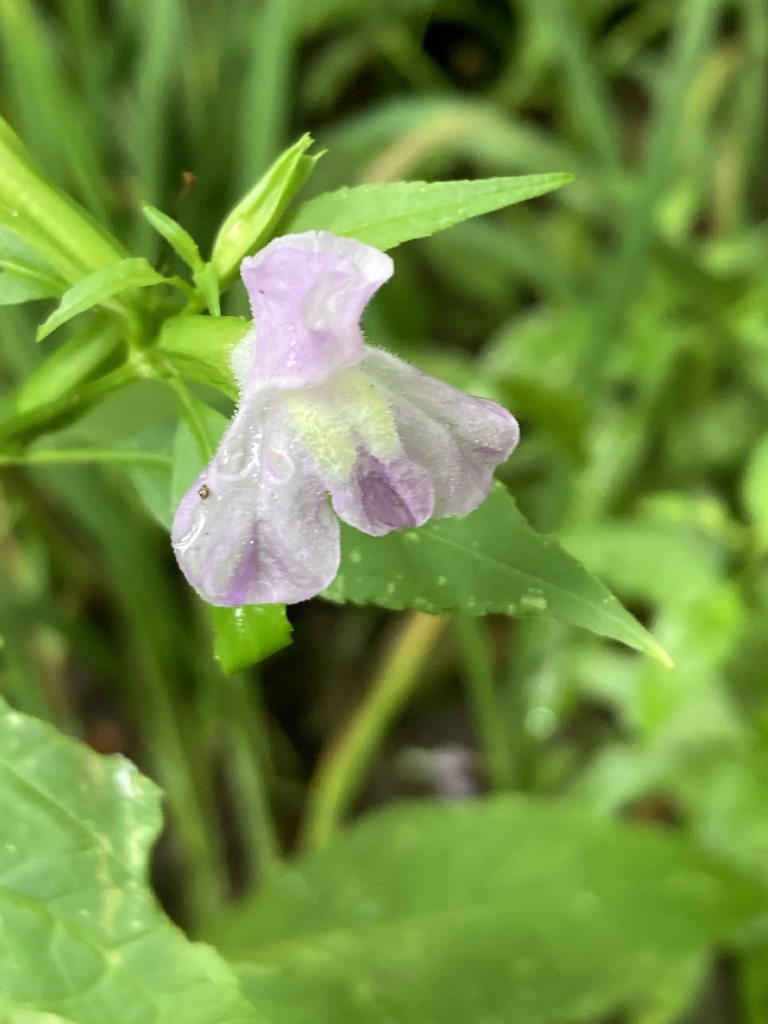 sharpwing monkeyflower from Overbrooke Ln, Avon, IN, US on July 27 ...