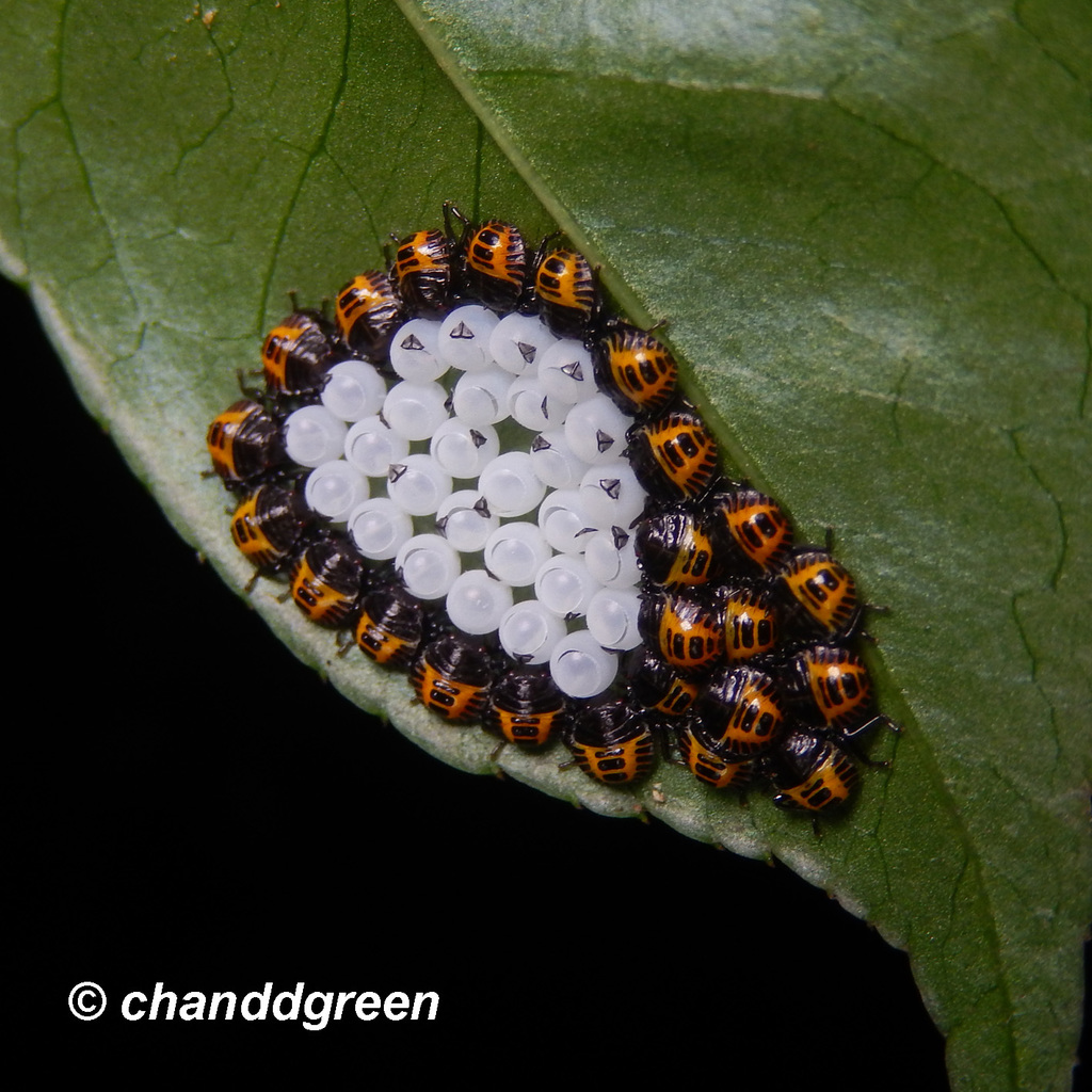 Marmorierte Baumwanze (Madeira True Bugs) · iNaturalist