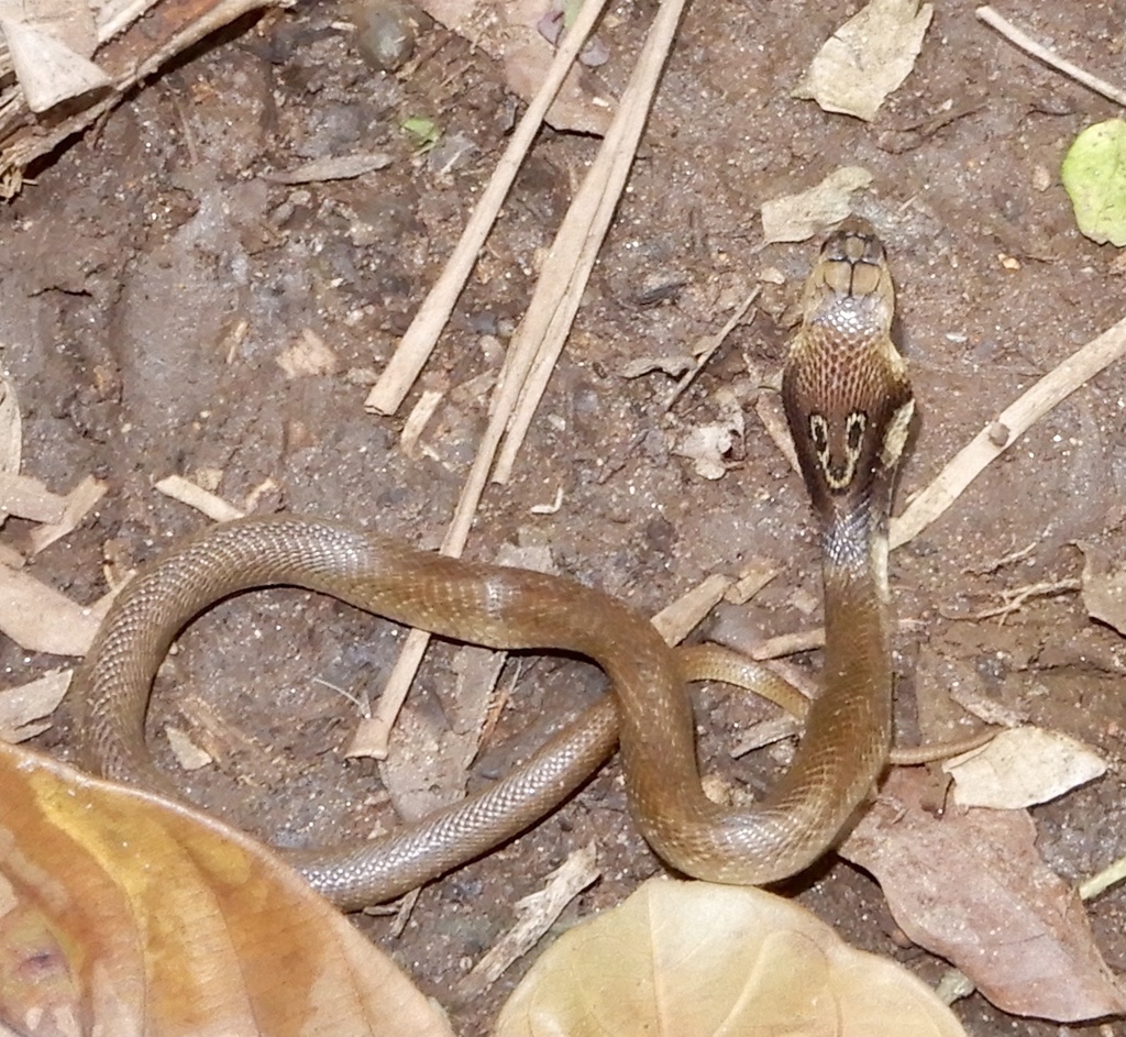 Indian Cobra from Udumbanchola, Idukki, KL, IN on July 30, 2022 at 02: ...