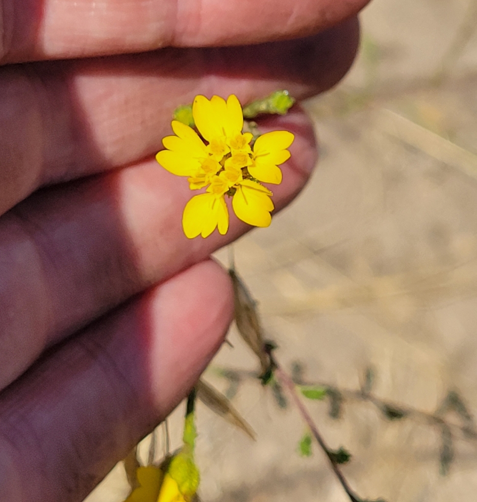 Heermann's tarweed from Oak View, CA 93022, USA on July 29, 2022 at 11: ...