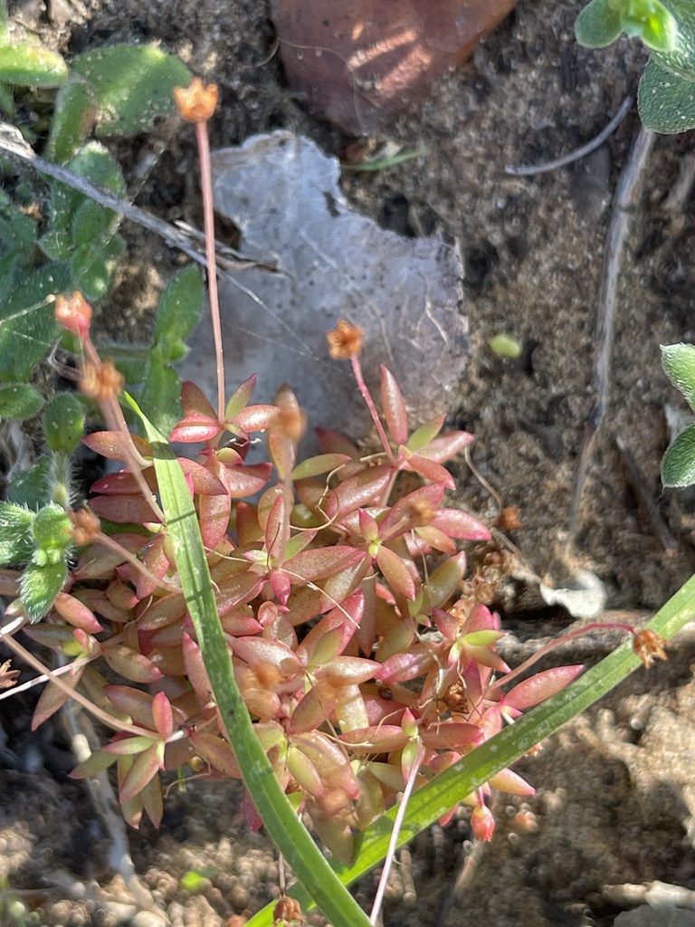 Common Fine Stonecrop from Saint Blaize Hiking Trail, Mossel Bay, WC ...
