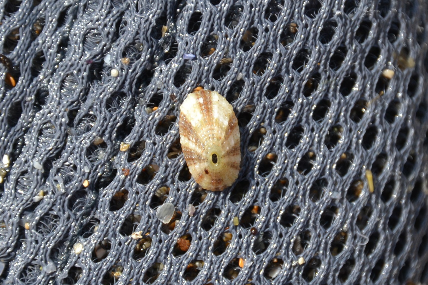 Diodora graeca (Linnaeus, 1758)