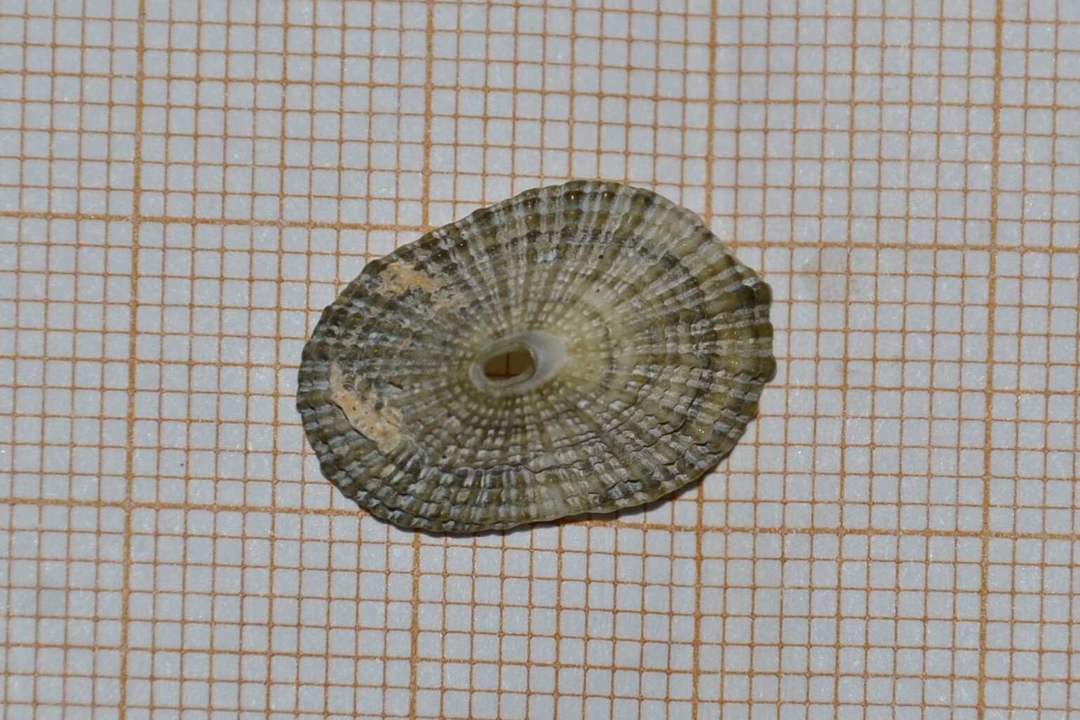 Diodora graeca (Linnaeus, 1758)