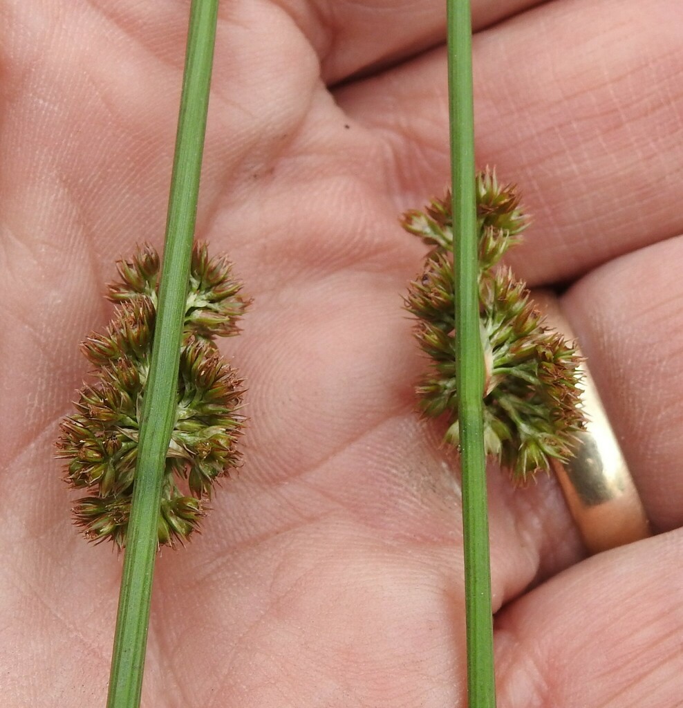Compact Rush from Pippy Park, St. John's, NL A1B, Canada on July 4 ...