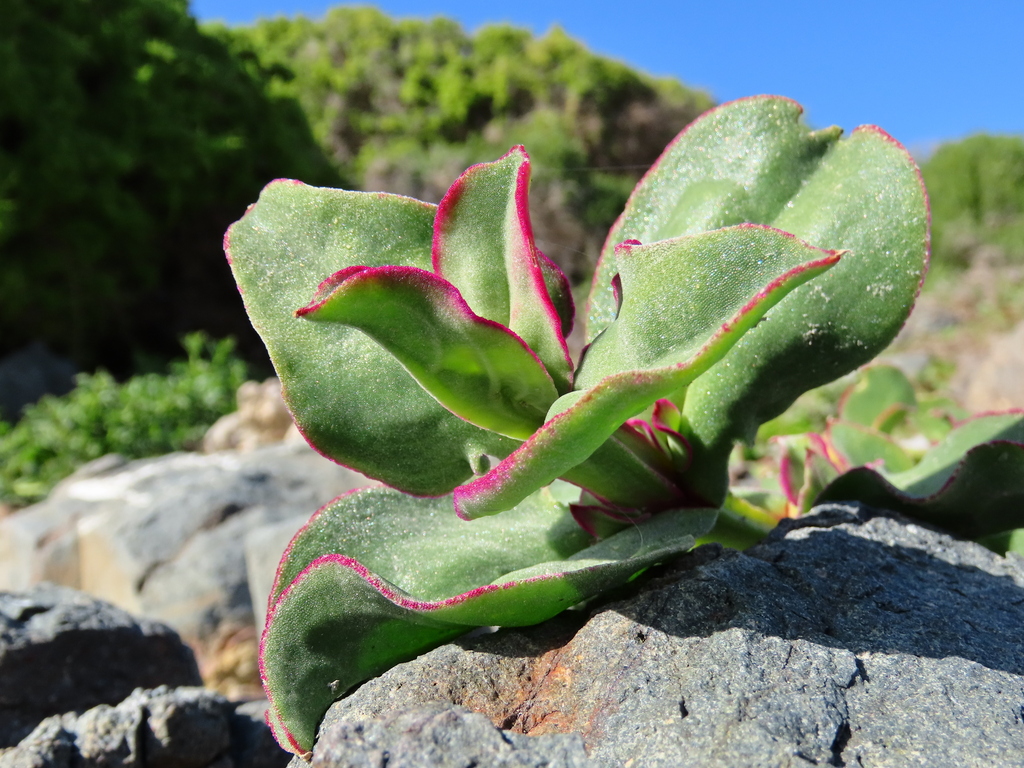 Brakslaai from Yzerfontein, 7351, South Africa on July 30, 2022 at 02: ...