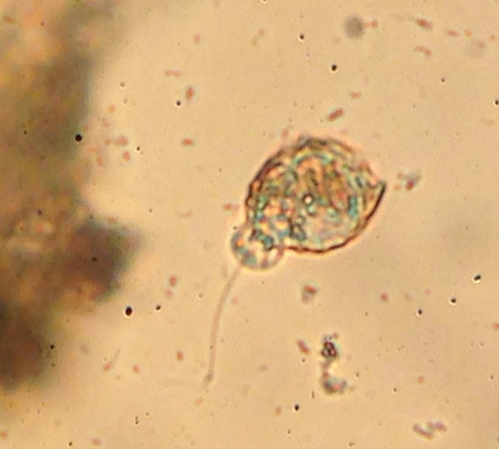 euglenoids from Antioch Dunes National Wildlife Refuge, Antioch Dunes ...