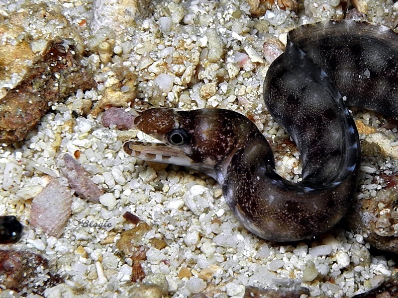 Barred-fin Moray from Talikud Island, Samal, Philippines on May 11 ...