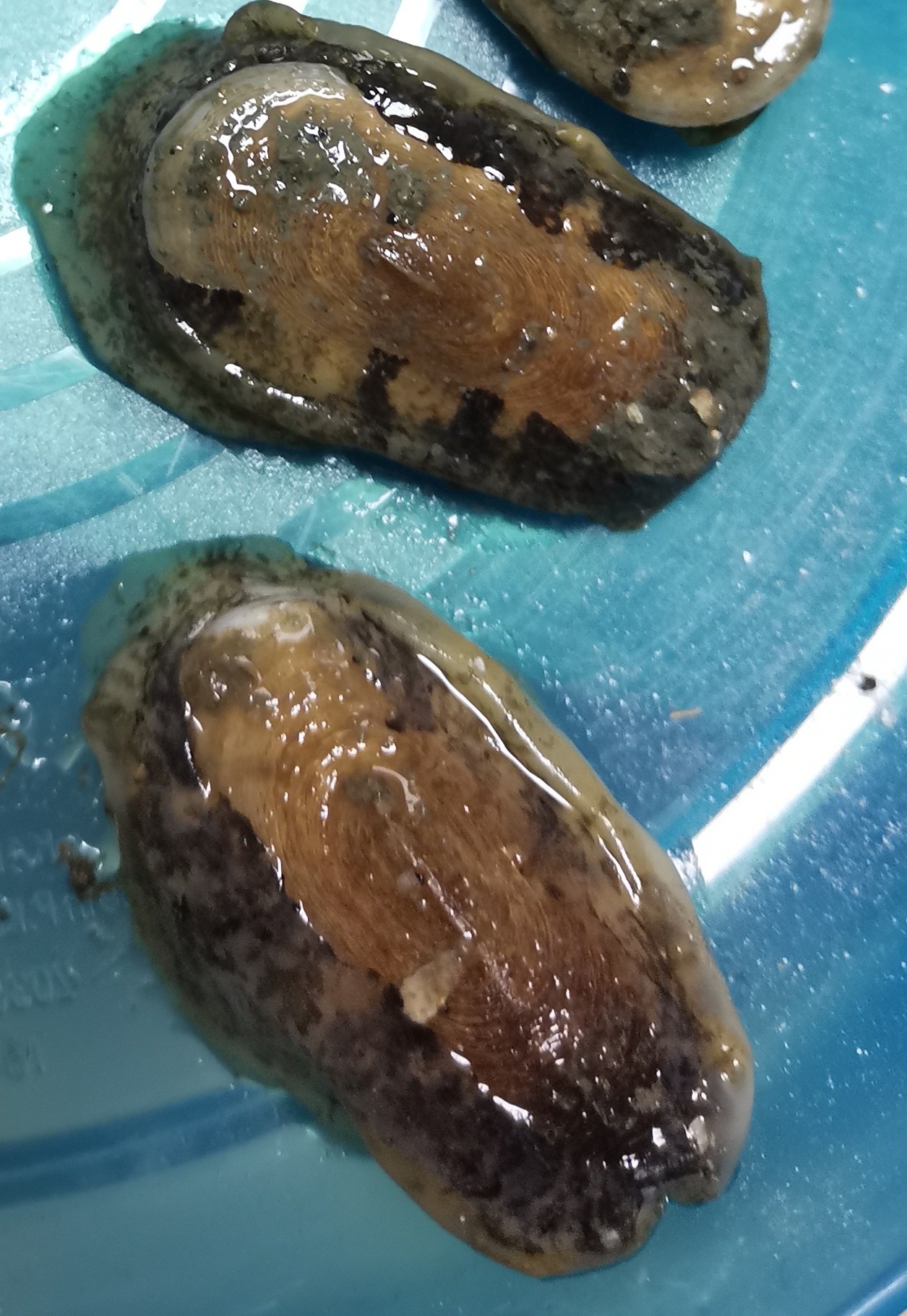 Scutus sinensis (Blainville, 1825)