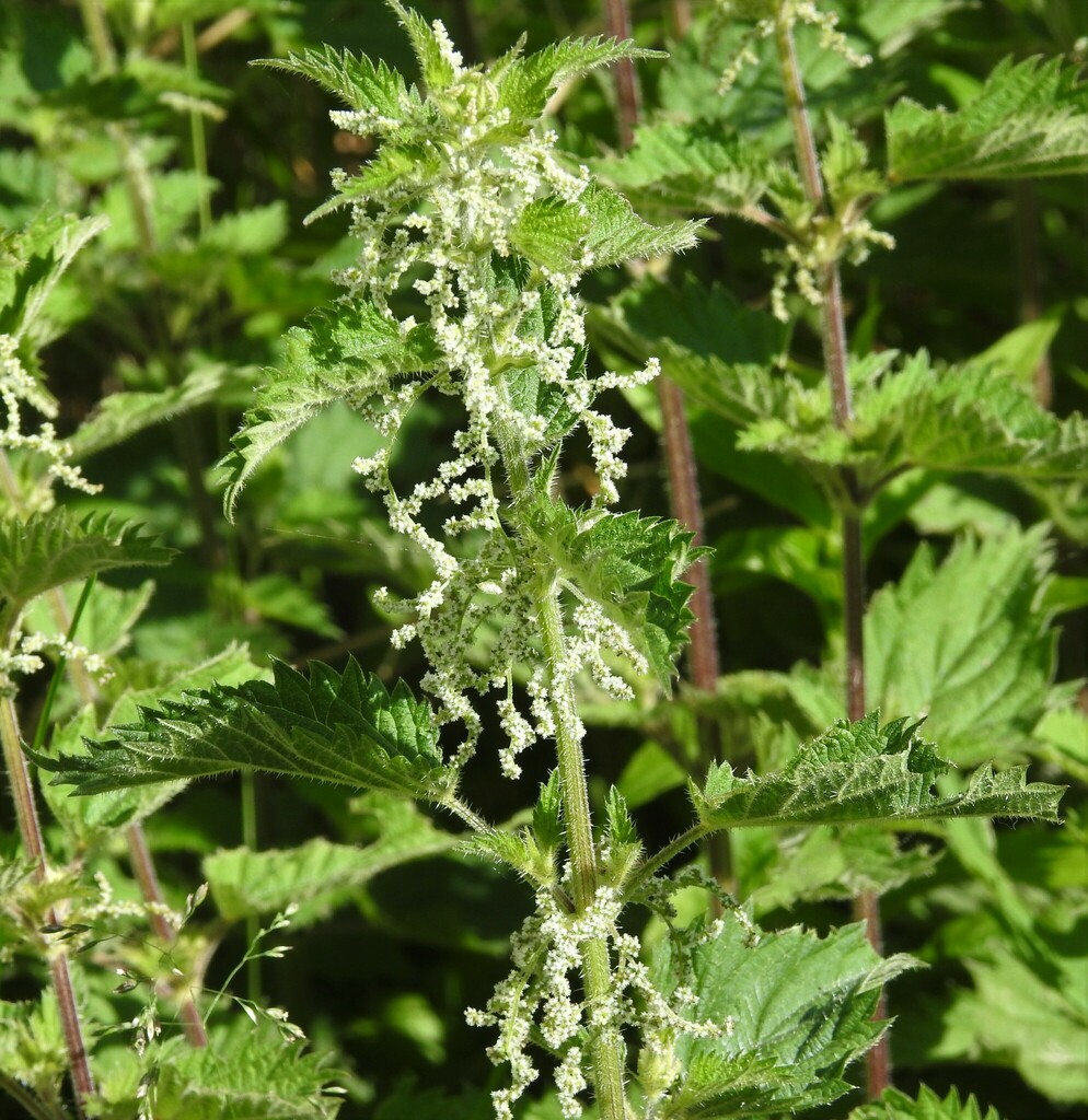 great stinging nettle from Division No. 1, Newfoundland and Labrador ...
