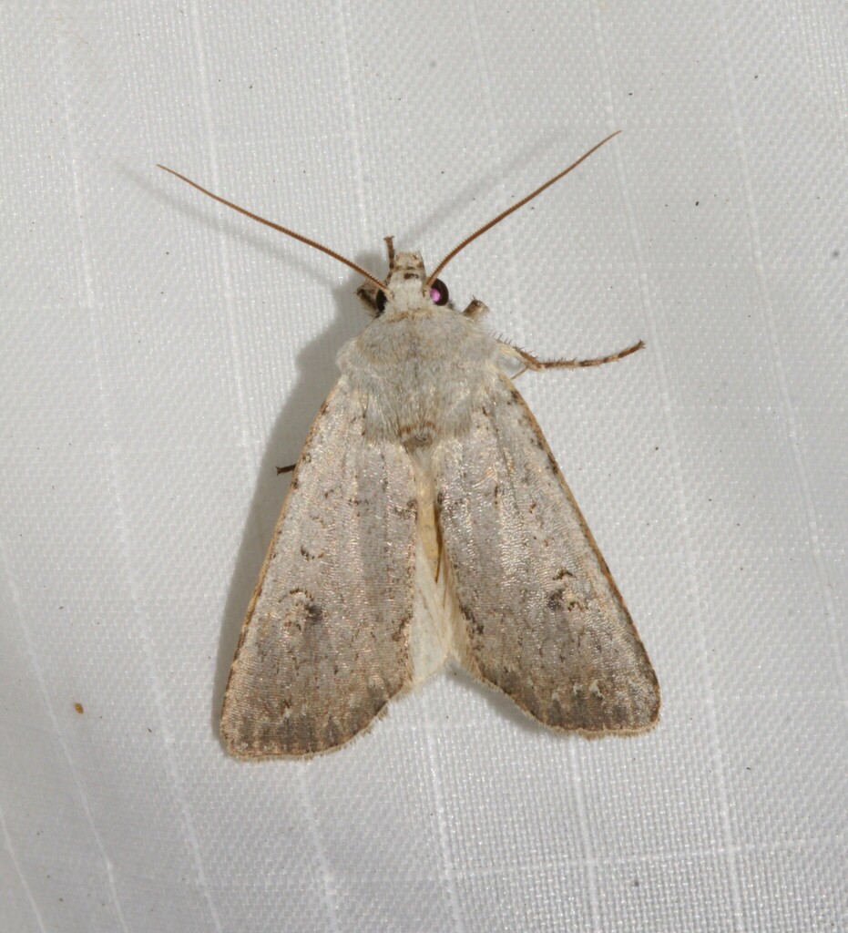 White Cutworm Moth from Percé, QC, Canada on July 28, 2022 at 09:44 PM by Michel Larrivée ...