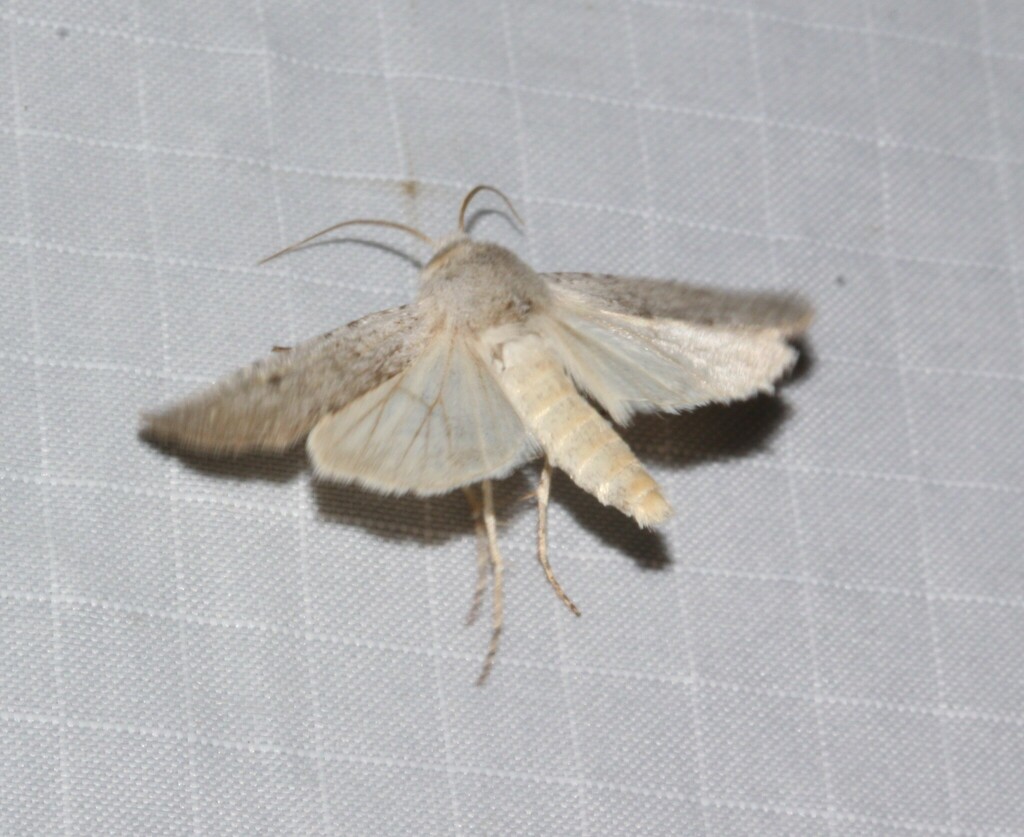 White Cutworm Moth from Percé, QC, Canada, Barachois zone herbacée on ...