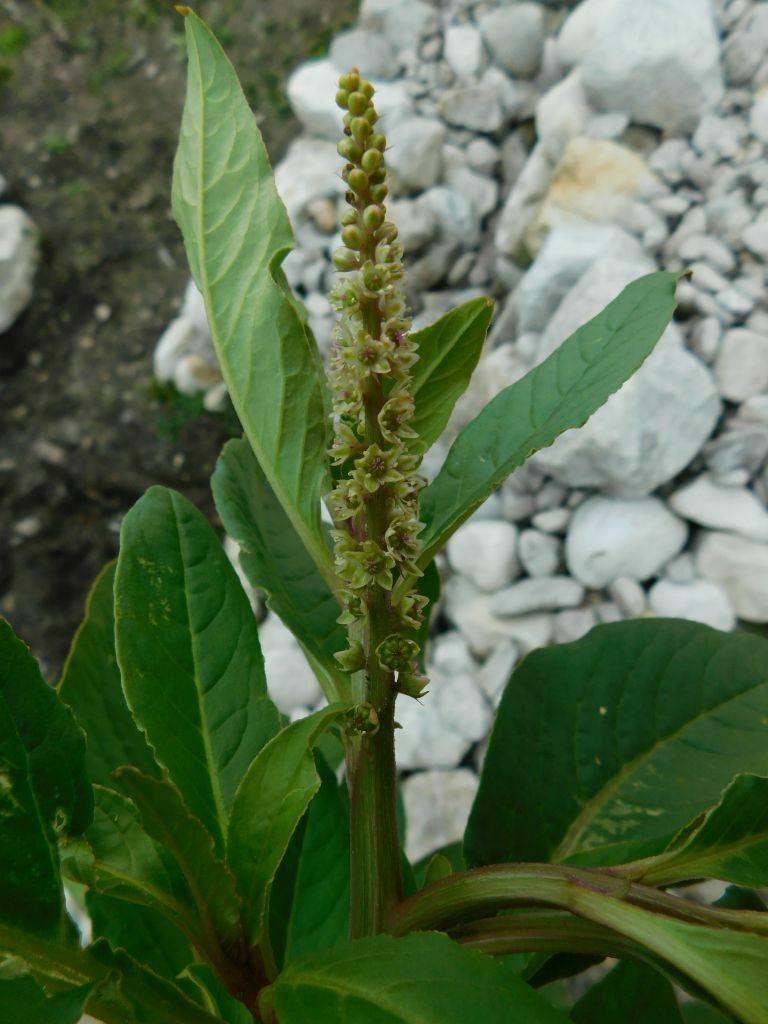 Inkweed from Greyton, 7233, South Africa on July 30, 2022 at 02:44 PM ...