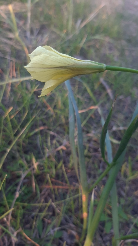 Cape Tulip from Tokai forest, Sweet Valley, Cape Town, 7945, South ...