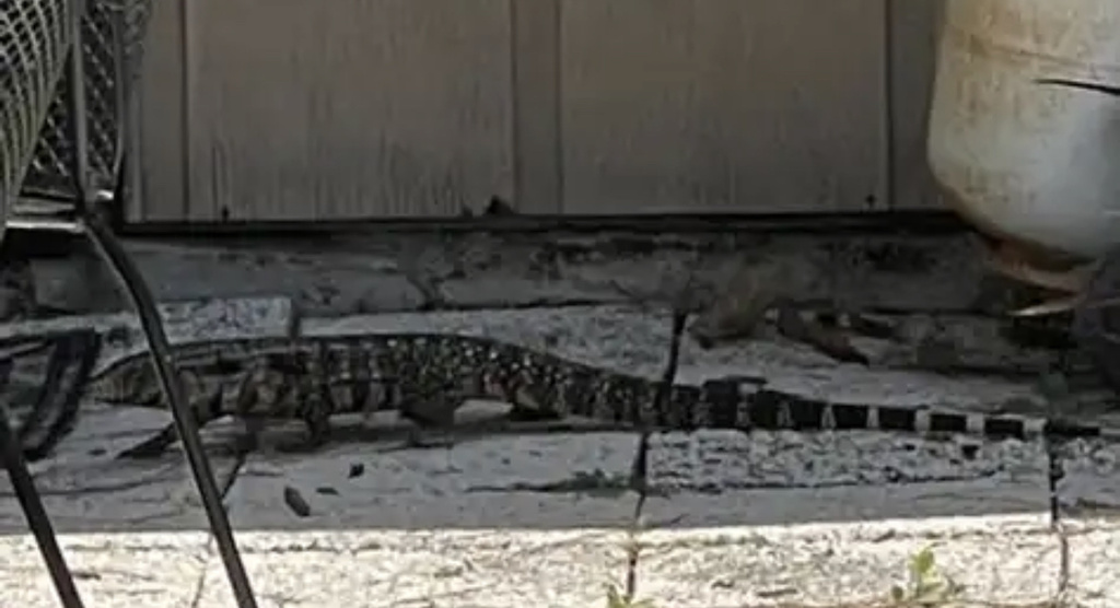Argentine Black-and-white Tegu from Champions Way, Port Saint Lucie, FL ...