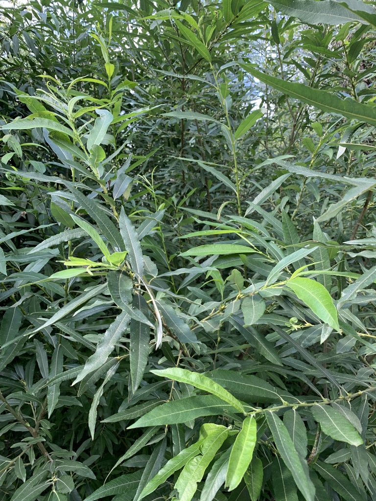 Gmelin's willow from Tyumenskiy rayon, Tyumen', Russia on July 30, 2022 ...