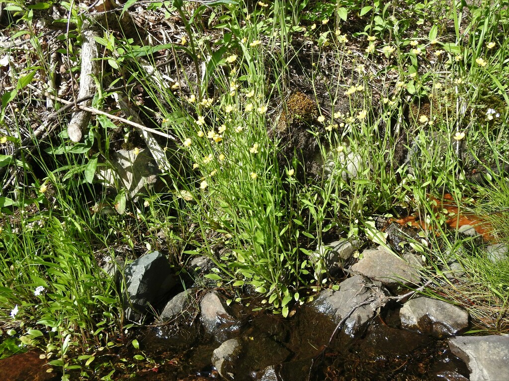 Lesser Spearwort from Division No. 1, Newfoundland and Labrador, Canada ...