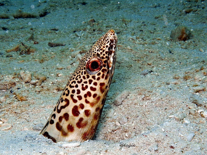 Barred sand conger from Talikud Island, Samal, Philippines on May 10 ...