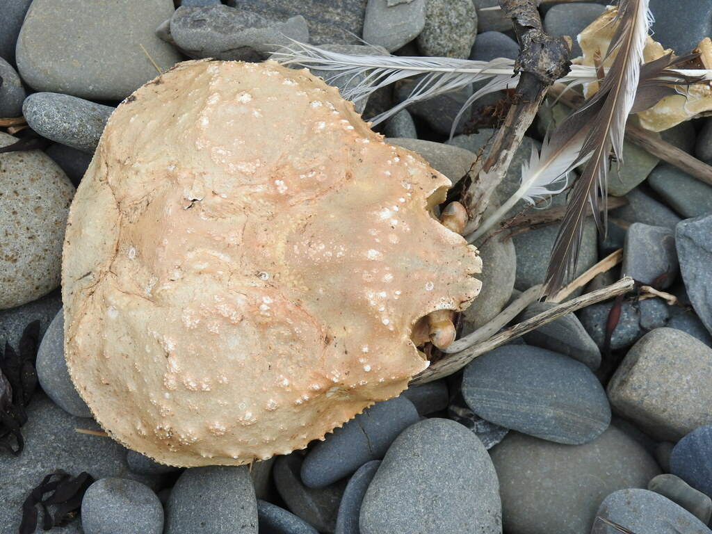 Snow Crab from Point Lance, NL, Canada on July 6, 2022 at 11:46 AM by ...