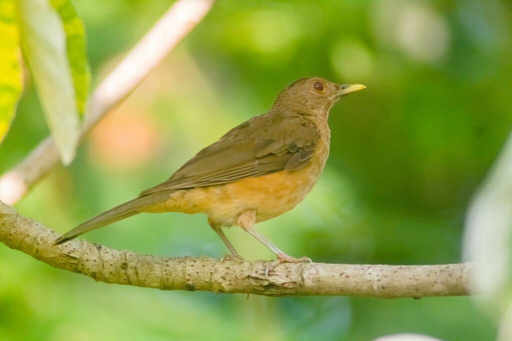 Clay-colored Thrush from Nueva Esperanza, 29960 Palenque, Chis., México ...