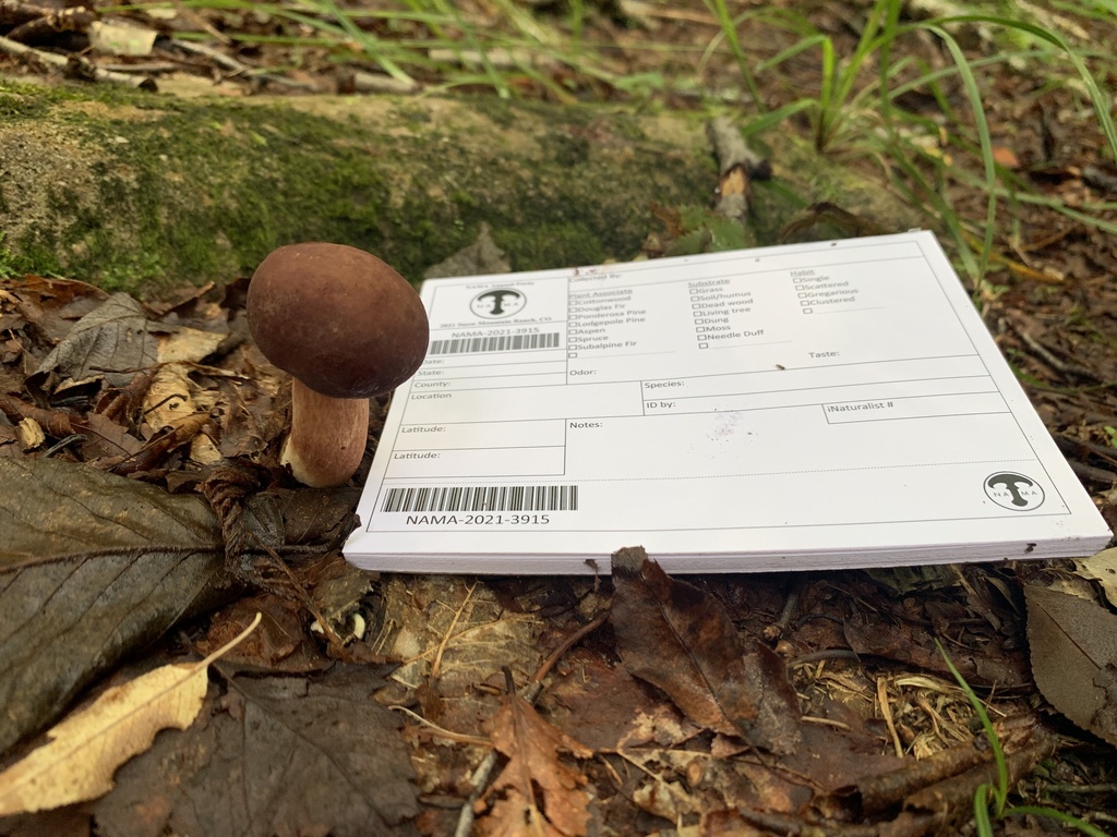 Xanthoconium purpureum from Tucker County, US-WV, US on July 30, 2022 ...