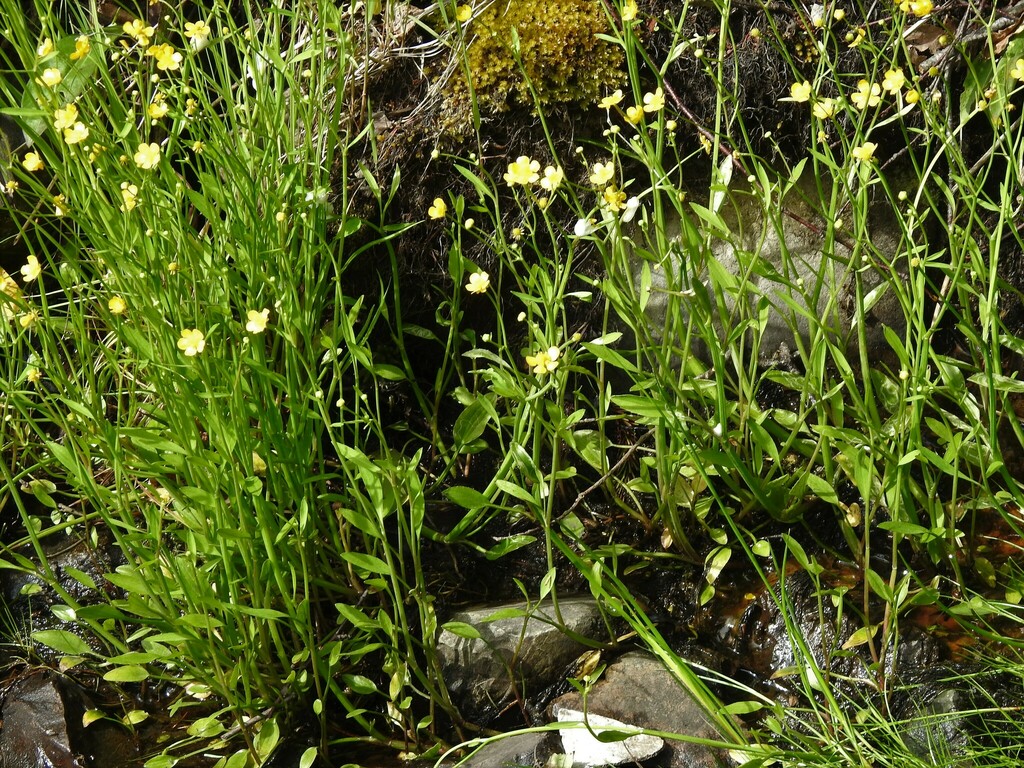 Lesser Spearwort from Division No. 1, Newfoundland and Labrador, Canada ...