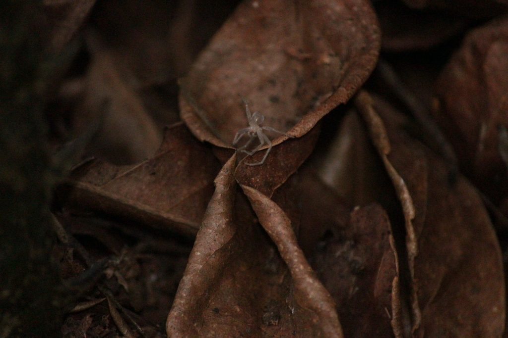 Typical Spiders from Butantã, São Paulo - SP, Brasil on June 15, 2022 ...