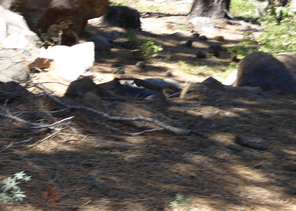 Long-tailed Weasel from Sagehen Creek Field Station, CA on July 25 ...