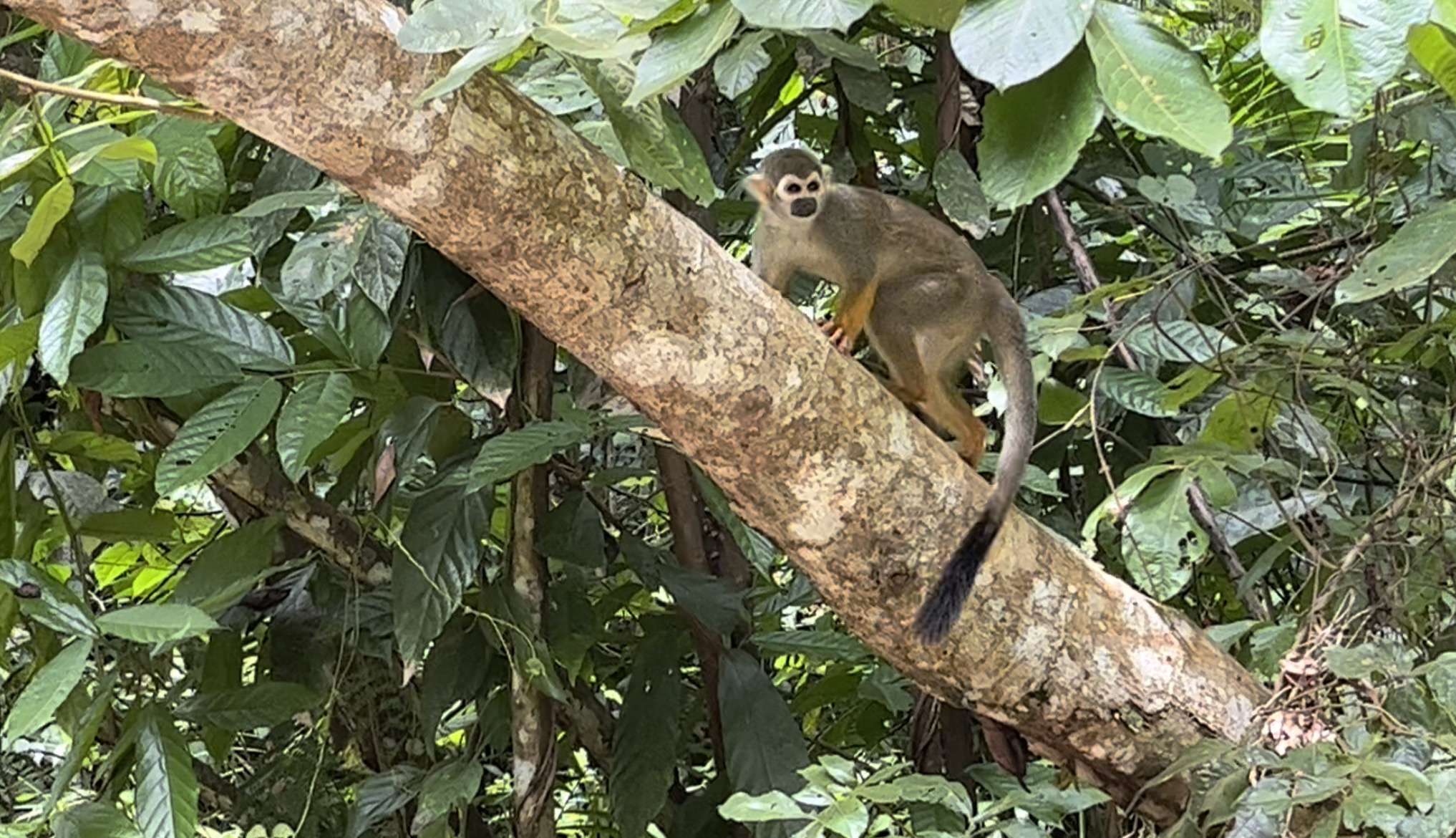 Saimiri sciureus (Linnaeus, 1758)